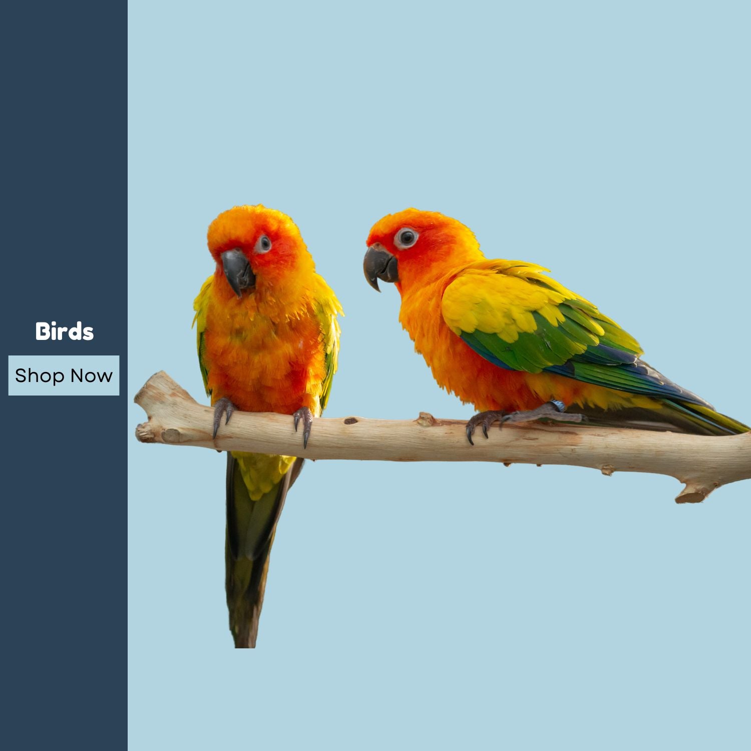 Birds – PetzLifeWorld
