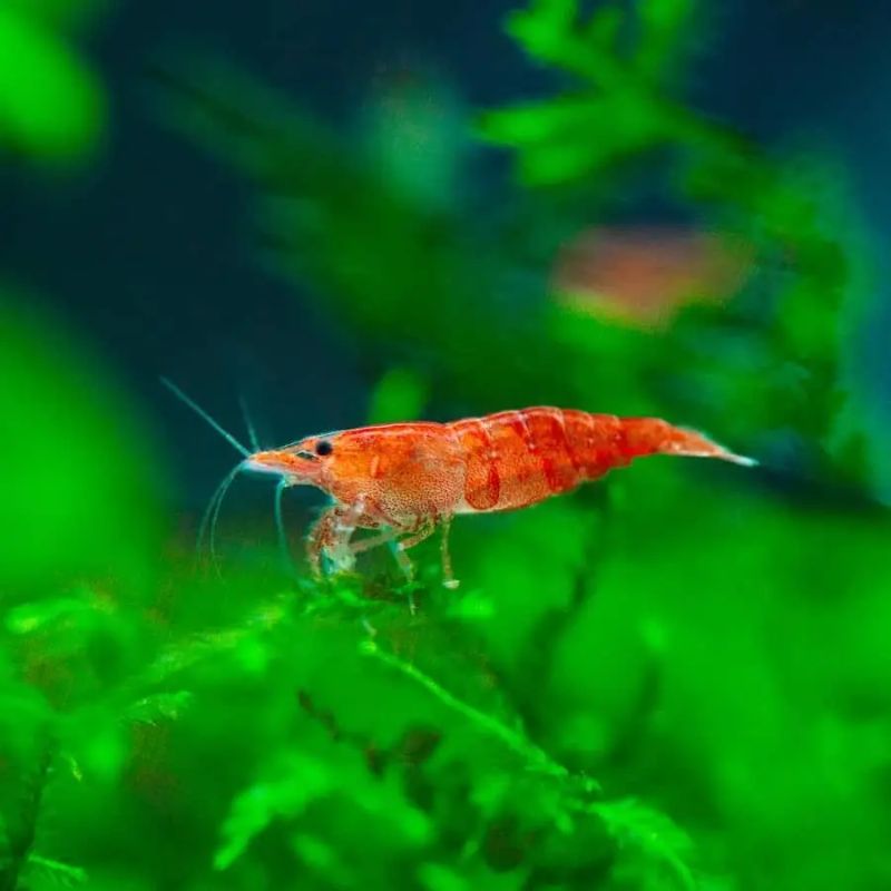 Shrimp Food – PetzLifeWorld
