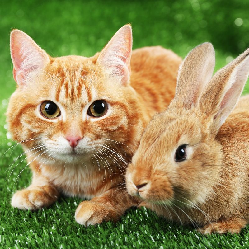 Rabbit & Cat – PetzLifeWorld